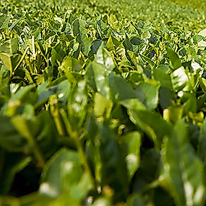 innisfree Green Tea Moisture Balancing Emulsion Hydrating Face Moisturizer, 160 mL/ 5.41 Fl oz