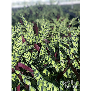 Nature's Way Farms Calathea Rattlesnake, Live Indoor Houseplant, Long Leaf Prayer Plant, Tropical Plant, Pet Safe (8-15 inches Tall) in Growers Pot
