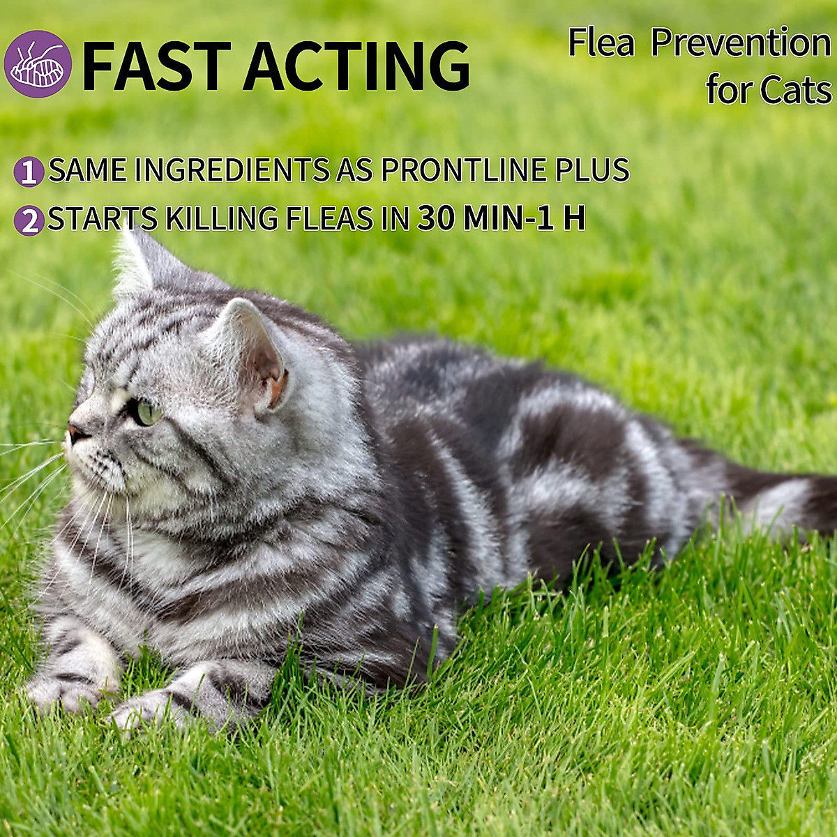 Flea and Tick Prevention for Cats, Cat Flea & Tick Control with Fipronil, Long-Lasting & Fast-Acting Topical Flea & Tick Treatment Drops for Kitten, 3 Doses