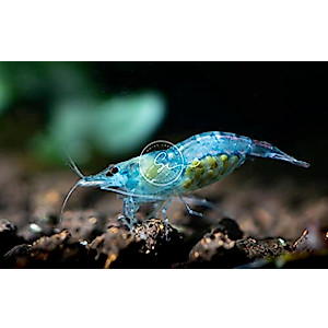 Swimming Creatures 10 Blue Velvet Neocaridina Freshwater Aquarium Shrimp. Live Arrival Guarantee.