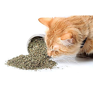 NatureZ Edge Catnip Seeds for Planting, 1700+ Herb Seeds, Indoor or Outdoor Growing, Your Cat Will Love Them, Non-GMO