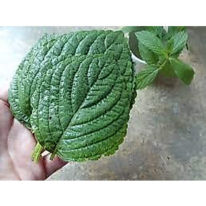 Gaea's Blessing Seeds - Korean Shiso Seeds (Perilla), Heirloom Non-GMO Seeds with Easy to Follow Planting Instructions, Korean Perilla, Open-Pollinated, 94% Germination Rate