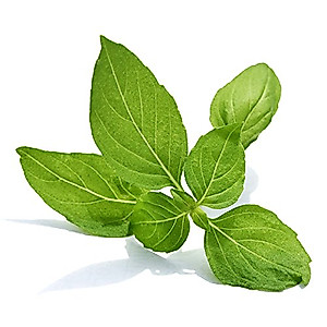 100+ Indian Rama Tulsi Holy Sacred Basil Seeds Green Leaf Heirloom Non-GMO Tulasi Herb Grows Big Fragrant Grown in USA