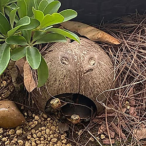 kathson 2 Pcs Natural Coconut Shells Hut, 8 Pcs Hermit Crab Shells Coconut Hide Reptile Hideout Assorted Turbo Growth Shells  for Fish Tank Decoration Reptile Habitat (10Pcs)