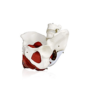 Jackson Global JS00024 Female Pelvis with Organs | Removable Organs Include Uterus, Colon and Bladder | Includes Detailed Instruction Manual