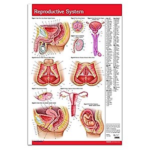 Male & Female Reproductive System Poster Wall Chart - 24" x 36" Laminated Anatomy Poster - Medical Quick Reference by Permacharts