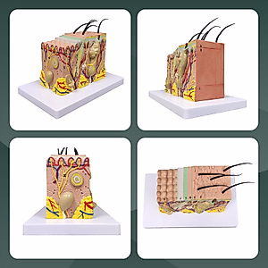 Ultrassist Skin Anatomy Model with A Study Guide, 35 Times Enlarged Anatomical Skin Model, Teaching Tool for Science Study or Patient Education
