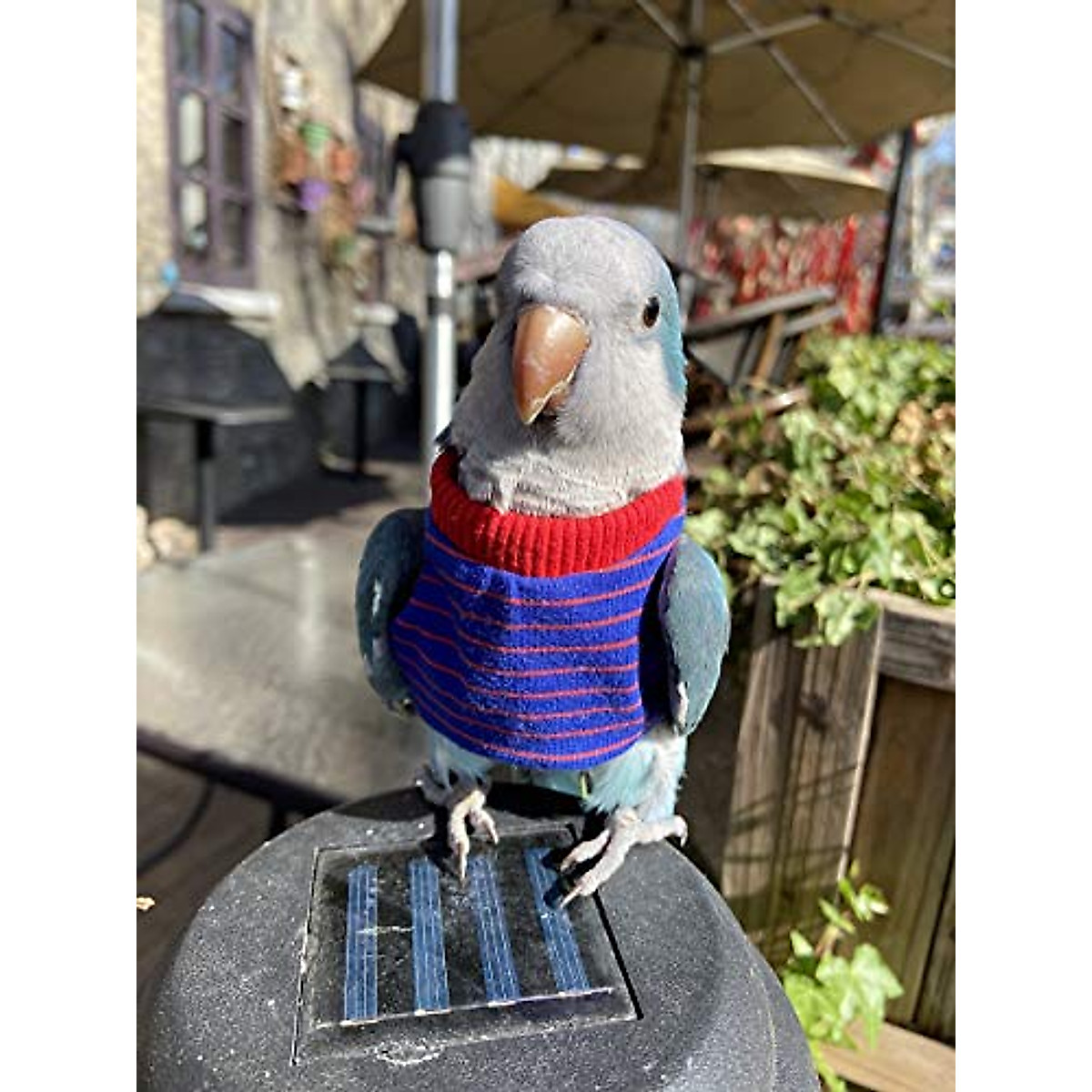 HEZHUO Bird Clothes， Parrot Bird Supplies, Light Flying Clothes, Warm and Comfortable, Tiger Skin, Green Cheek Parrot, Little Sun Parrot, Monk Parrot, Starling, mynah, Senegal Parrot, Mini Macaw (L)