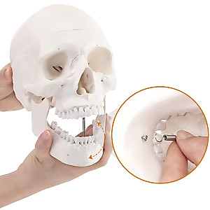 SKUMOD Life Size Human Skull Model, Replica Realistic Human Skull with Removable Skull Cap and Articulated Mandible, Full Set of Teeth, 7.2x4.2x4.95in