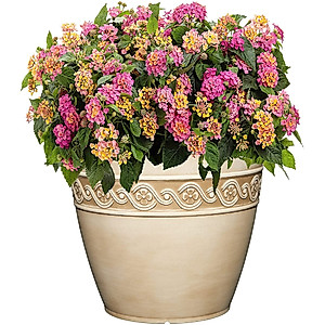 Classic Home and Garden Corinthian Resin Flower Pot Planter, Desert Tan, 13"