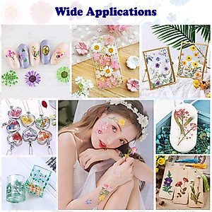 LUCISKY 92 Pcs Purple Dried Pressed Flowers Real Natural Leave Petals for DIY Resin Candle Jewelry Nail Crafts