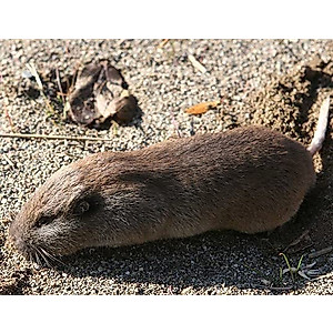 Worlds Best Gopher Trap, New, Stainless Steel, USA Made! (3)
