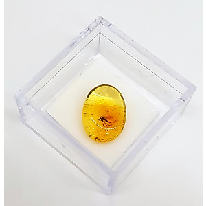 Genuine Fossil Baltic Amber with Inclusion with Magnifying Box/Beautiful Museum Grade