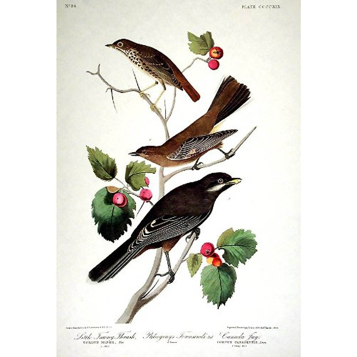 Little Tawny Thrush, Canada Jay. From"The Birds of America" (Amsterdam Edition)