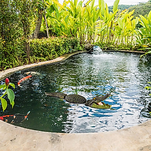 Sotiff 31.5 Inches Floating Alligator Decoy Floating Crocodile Decoy for Pool Fake Alligator Pool Float Statue Toy Garden Animal Figurines Water Pond Decorations for Pond Outdoor Yard, Green