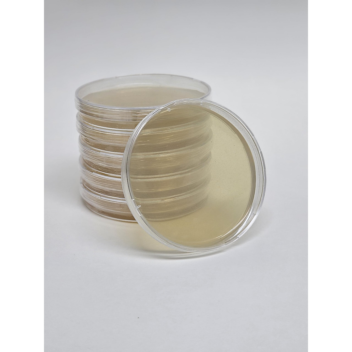Malt Extract Agar Plates for Mycology, 10 Pack