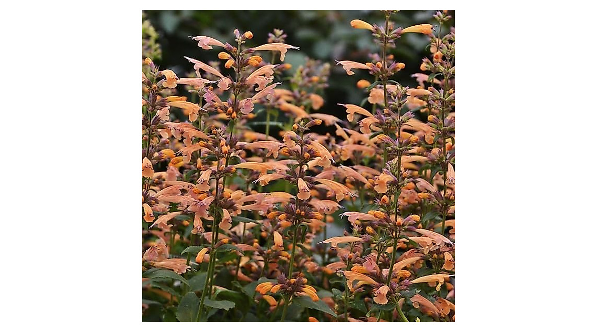 Buy 50+ Arizona Sandstone Hummingbird Mint Seeds for Vibrant Gardens