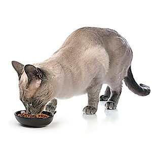 PetRageous 10011 Oval Frisky Kitty Stoneware Cat Bowl 5.5-Inch Wide and 1.5-Inch Tall Saucer with 5.3-Ounce Capacity and Dishwasher Safe is Great for Cats, Black