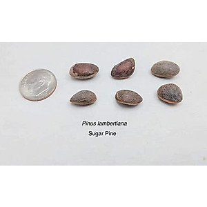 10 Giant Sugar Pine Tree Seeds for Planting - Produces The Largest Pine Cones on The Planet