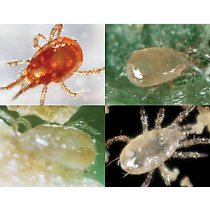 4,000 Live Adult Predatory Mite Mix - Special Blend Mix - Triple Blend Mix