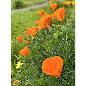 California Poppy Seeds - Over 20,000 Premium Native Wildflower Seeds - (Eschscholtzia californica) California State Flower