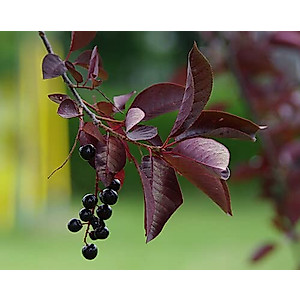 Purple Leaf Sand Cherry - 1 Gallon, 2'-3'ft -Established Rooted Pot - Prinus x Cistena, Fast Growing Tree, Fall Color