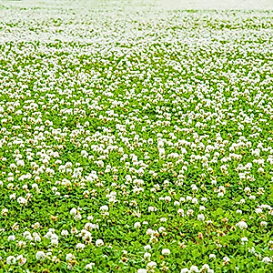 Outsidepride 10 lb. Perennial White Dutch Clover Seed for Erosion Control, Ground Cover, Lawn Alternative, Pasture, & Forage