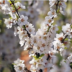 CHUXAY GARDEN 20 Seeds Nanking Cherry Fruit Trees Hardy Deciduous Shrub Sweet Delicious Edible Fruit Great for Ornaments and Hedges