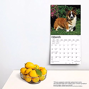 Cardigan Welsh Corgis | 2024 12 x 24 Inch Monthly Square Wall Calendar | BrownTrout | Animals Dog Breeds