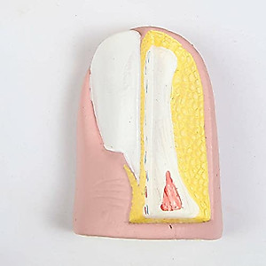 Anatomy Lab Skin, Nail and Hair Structure Anatomy Model