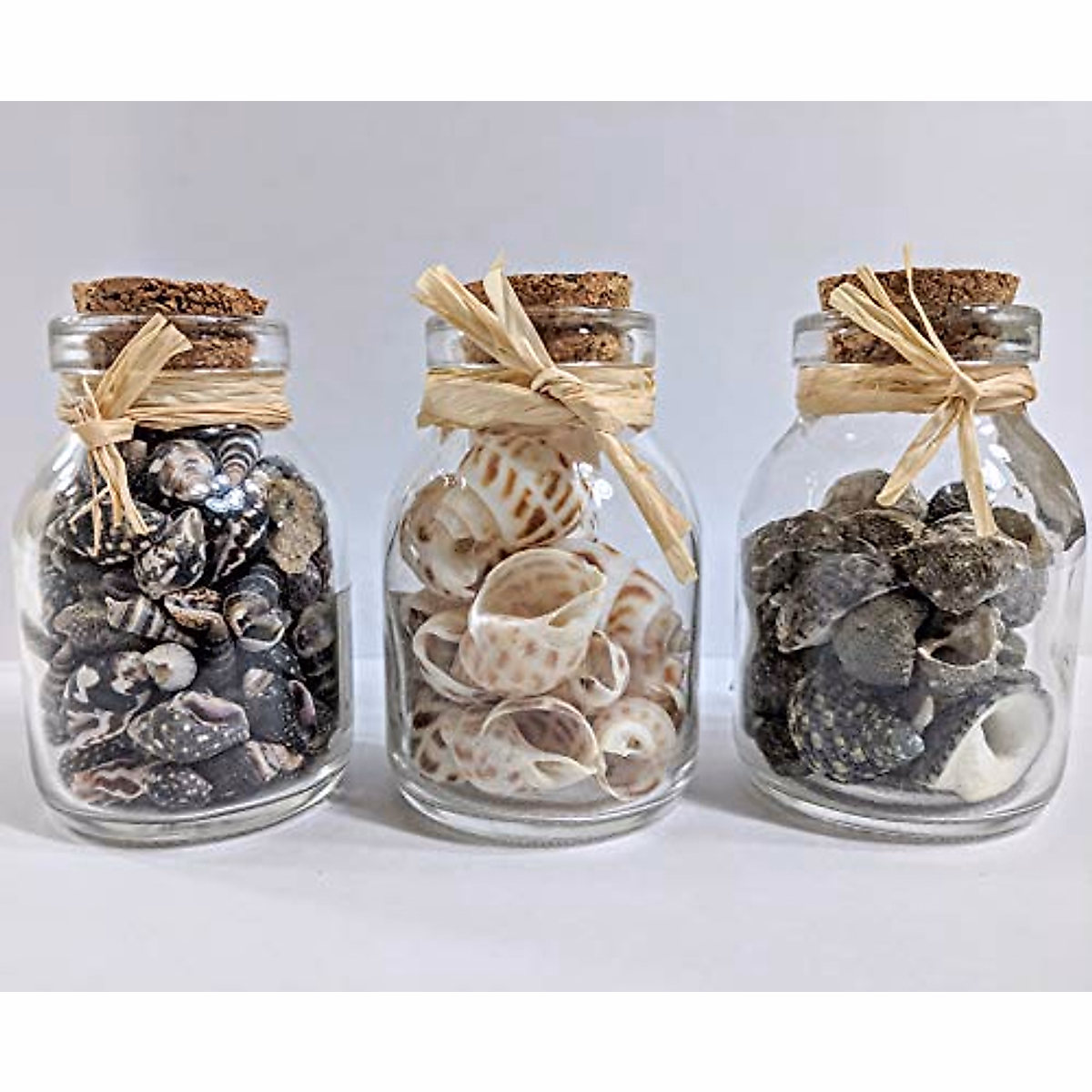 Greenbrier Decorative Seashell Jars Set of 3-3"x 2"