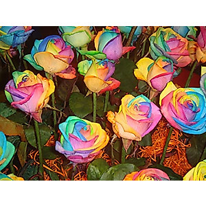 100-Colorful Rainbow Rose Seeds-Beautiful Flower-Perennial