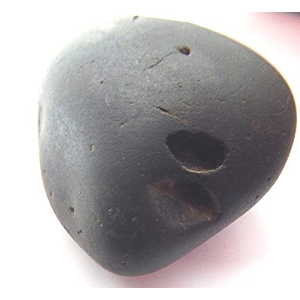 XUETZALCOATL Padmanabha Damodara Shaligram Sudarshan Shaligram 1.5cm - 2.5cm from Kali Gandaki 1 pcs