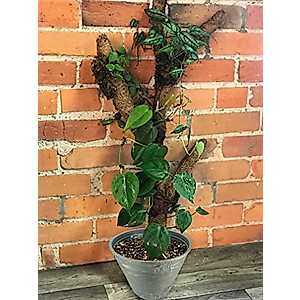 Josh's Frogs Flexible Natural Coco Tree Branches (Large)