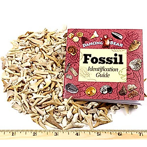 SHARK TEETH Fossils (1 Pound) Bulk Wholesale, Grade A & B Mix Genuine Moroccan, 50-60 Million Years old (Paleocene Period), Real Authentic Shark Tooth Collection, and Fossil Book & ID Card