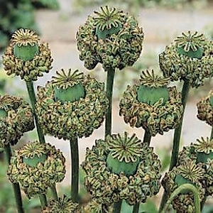 Outsidepride Papaver Somniferum Poppy Hen & Chickens Rock Garden & Container Flowers - 10000 Seeds