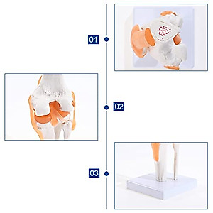 ASINTOD Anatomical Medical Knee Joint with Ligaments Model, Human 1:1 Life Size, for Science Classroom Study, Display Teaching