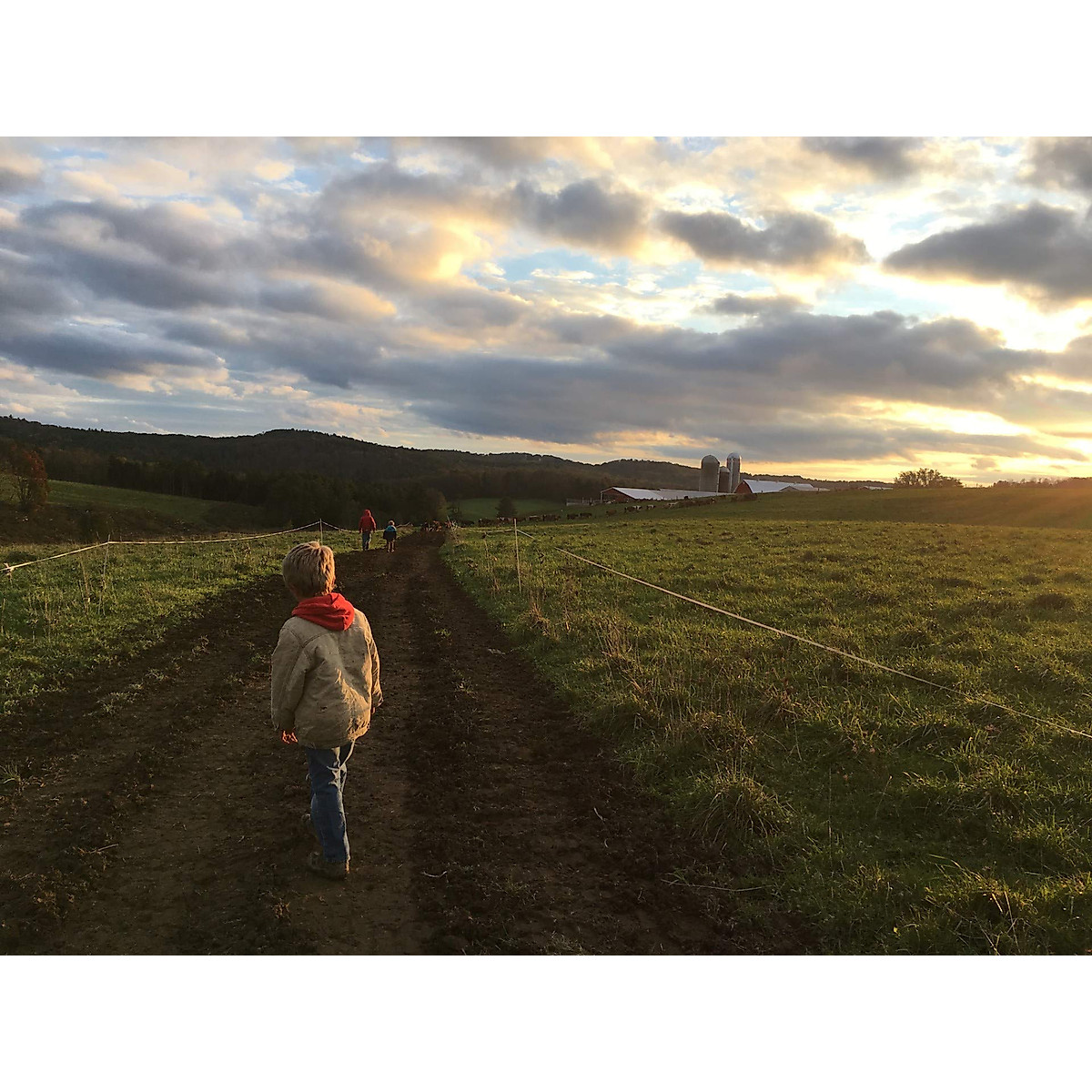 Maple Hill Crea mery, 100% Grass Fed Kefir, Plain, Organic 32 Ounce