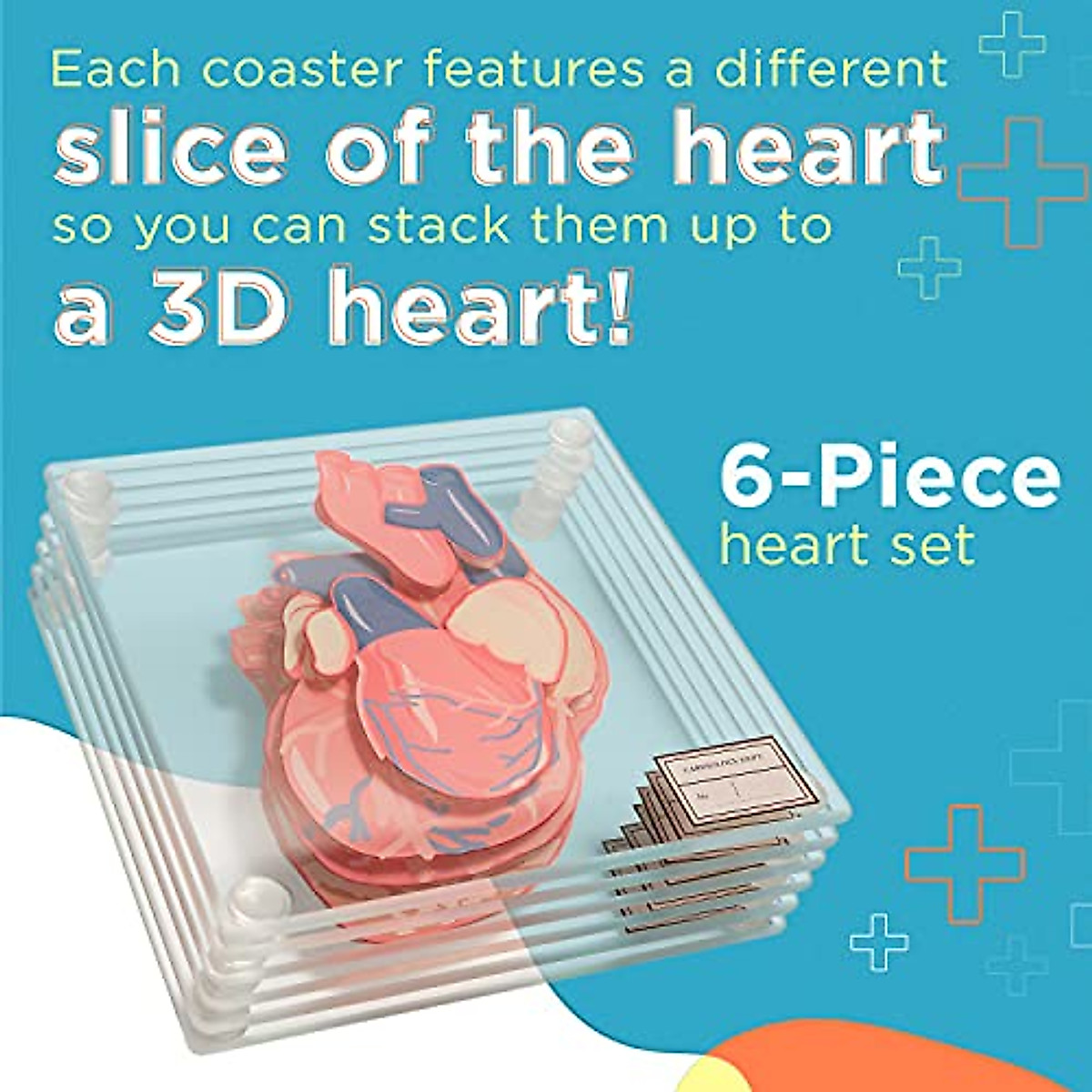Anatomic Heart Specimen Coasters (Set of 6) - 3D Brain Coaster Set Also Available. Human Anatomy Gifts Medical Student Gifts CNA Gifts for Women Best Gifts for Medical Students Thinkgeek Coasters