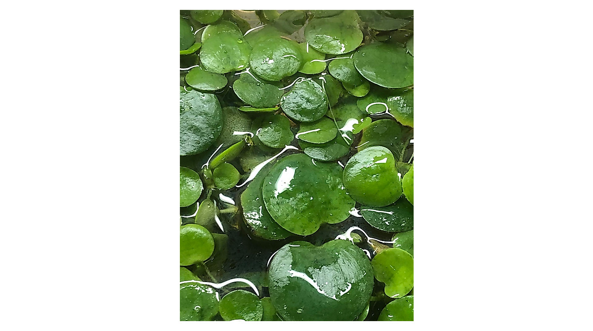 Live Amazon Frogbit: Easy Floating Aquarium Plant for Your Tank
