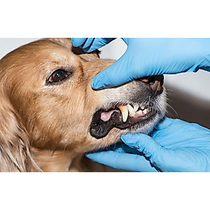 MISH&CA Bully Sticks for Dogs - Tough Long Lasting, Rawhide Free, Low Odor, Healthy Single Ingredient Chew Treat for Aggressive Chewers - 100% Free-Range Grass-Fed Beef (100 GR 15 CM, Straight)