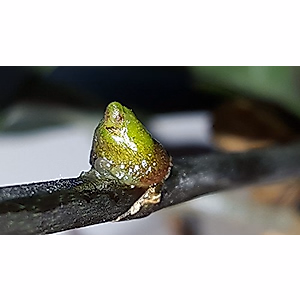 ELIT Orchid CLON+ Cytokinin Keiki Cloning Paste for Burgeon Awakening - Bloom Booster with Vitamins B1 and B6 (1.5 ml)