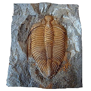 JIANEEXSQ Real Trilobite Fossil from Hunan of China 450 Million Years Ago for Collections and Education