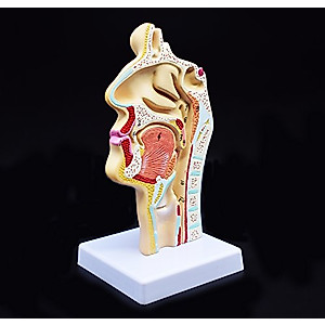 XINDAM Human Anatomical Nasal Cavity Throat Anatomy Medical Model For Science Classroom Study Display Teaching Medical Model