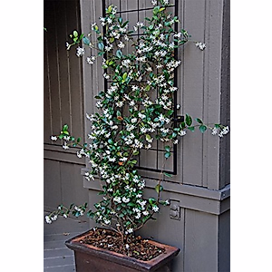 AMPLEX Confederate Jasmine Vine Live Plant, 3 gallon, Creeping Vine