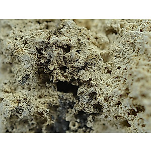 Travertine Specimen (Sedimentary Rock), Approx. 1" (3cm)