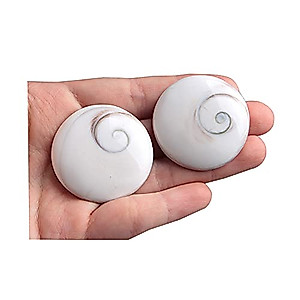 Acxico 2 PCS Natural Sun Shell Shiva Eye Fossil Specimen Crystal Reiki Healing Palm Stone