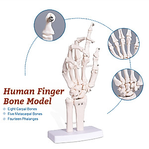 faruijie Hand Skeleton Model - Medical Human Finger Bone Anatomy Bendable Right Hand Skeleton with Articulated Joints Wrist Ulna and Radius