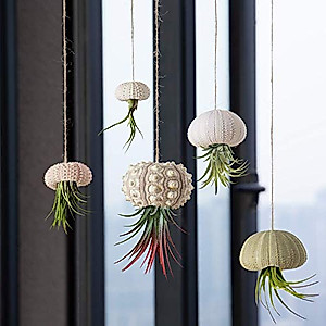 5 Pack Mini Sea Urchin Shell Air Plant Holders- 5 Styles Decorative Hanging Air Plant Pot Cute Tillandsia Succulent Display Container with Ropes for Home Garden Beach Theme Party Decors (No Plants)