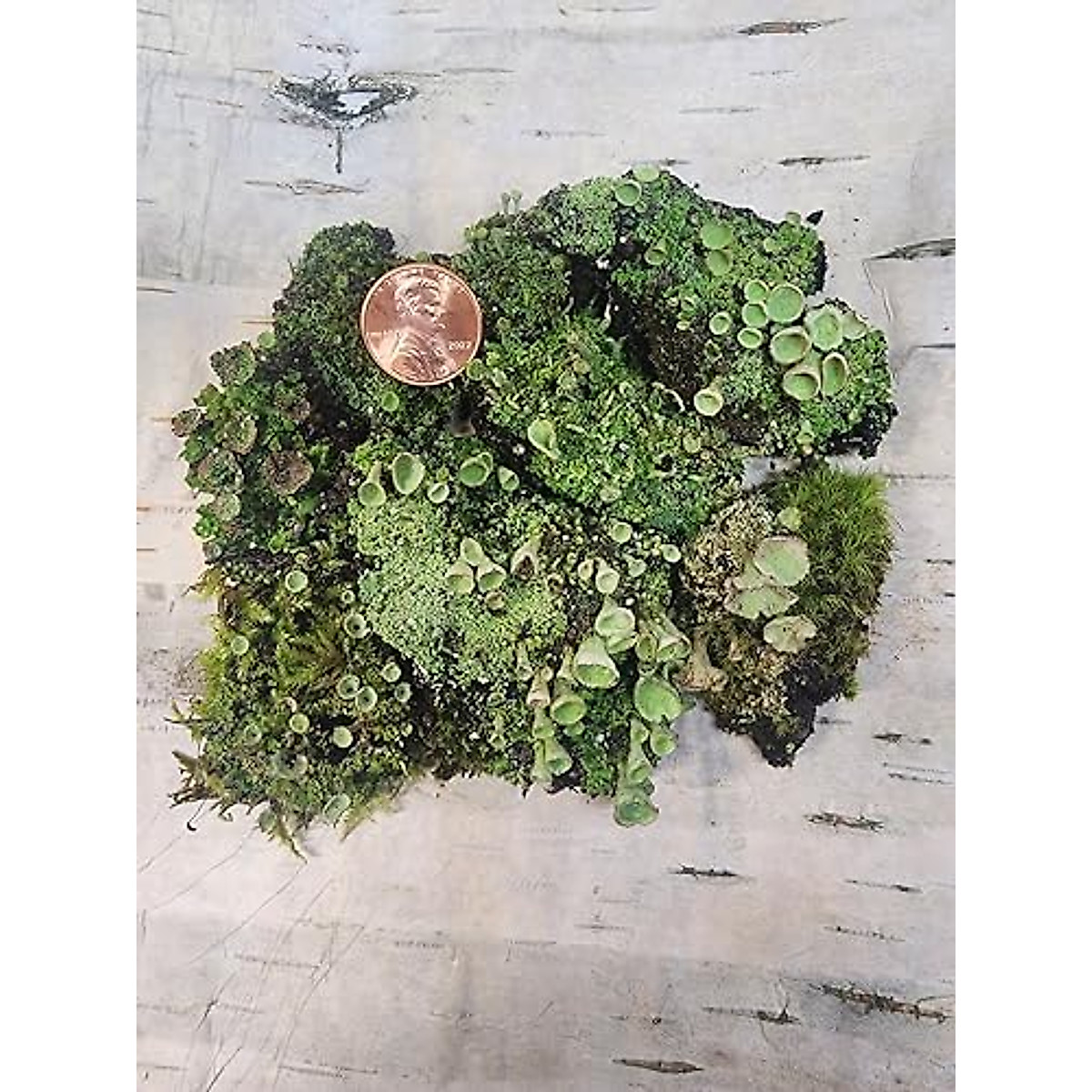Tin Roof Treasure Live Moss Pixie Cup (Cladonia Pyxidata) Lichen for Terrarium Fairy Gardens 4"x6" Bag